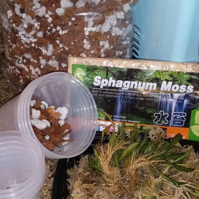 Akadama Substrate for Aroids, Terrariums, Bonsai, Cuttings 16oz - Etsy