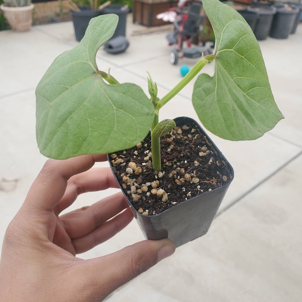 Semillas Pipian Criollo Salvadoreño- Green Striped Cushaw Seeds - Etsy