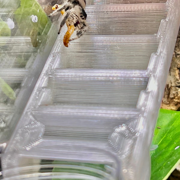 Magnetic Jumping Spider Mantis Staircase - Etsy