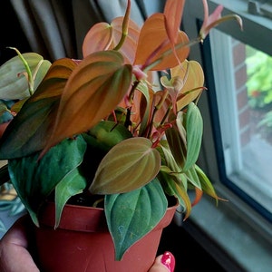 Philodendron Mican : Indoor Plants Easy Care Houseplant Starter Plant ...