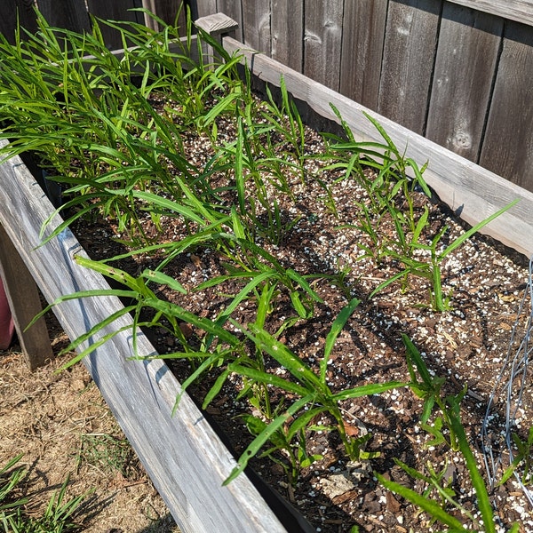 300-350seeds.kangkong,water Convolvulus,river Spinach,chinese Spinach ...