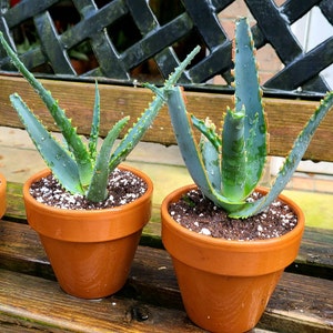 Aloe swordfish 1 Plant PPAF Hybrid , Fully Rooted, Flowering Succulent ...