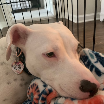 Pink Flowers Dog Tag, Rustic Floral Dog Tag, Faux Wood, Personalized ...