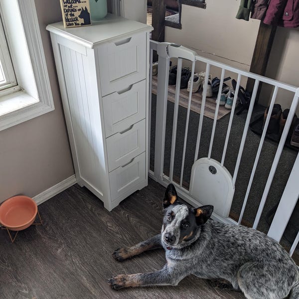 Heeler Decal, Blue Heeler Decal, Australian Cattle Dog Decal, Blue ...