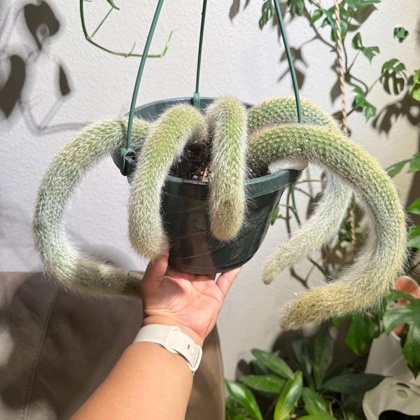 Rhipsalis Baccifera Subs. Horrida Mouse Tail Cactus 2 Inch Pot - Etsy