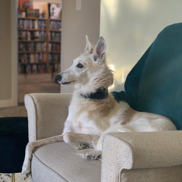 Hound Collar in Harris Tweed. Lovely Soft Collar for Sight Hounds - Etsy