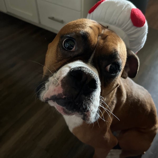 Mushroom Pet Hat, Super Mario Dog Costume, Adjustable Fit - Etsy