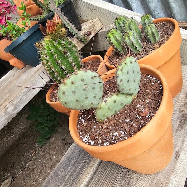 Santa Rita Prickly Pear (purple Cactus) - Etsy