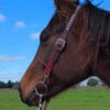 Custom Split Ear Horse Headstall - Etsy