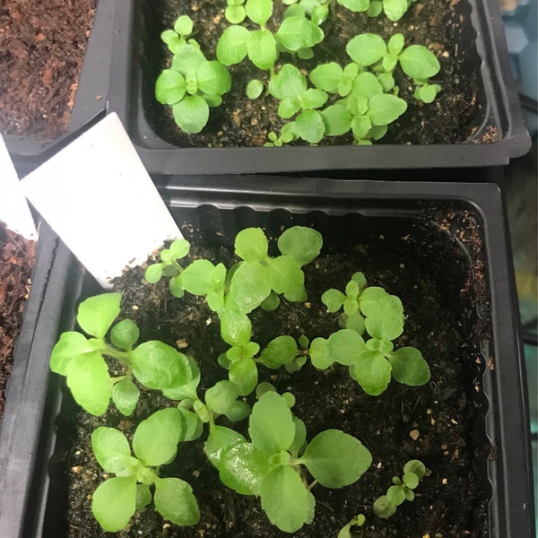 Mizuna Japanese Green Mustard Seeds Collector Shipper: Natural ...