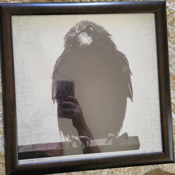 PHILOSOPHER CROW Signed Fine Art Photograph by June Hunter, Crow ...