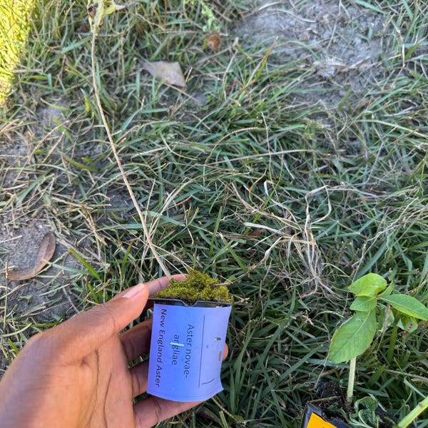 Carex Lurida | Shallow Sedge | Bareroot | Wetland Restoration | Live ...