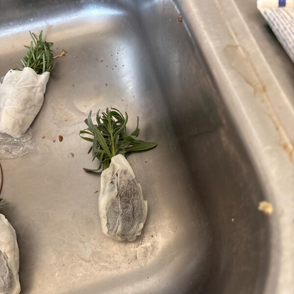 3 Giant Gladiator Allium. Plant Now for Next Spring Color. Super Easy ...