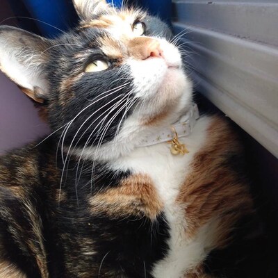 Cat Collar White With Metallic Gold Stars and Starbursts With a Matte ...