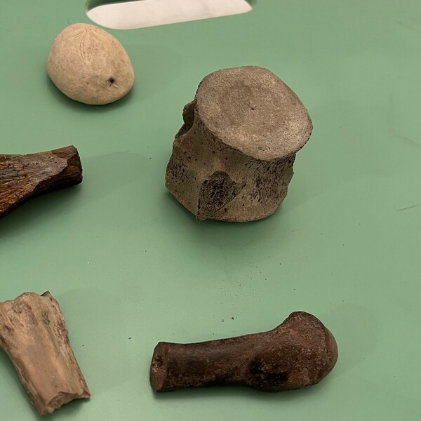 Crocodilian Scute Fossil osteoderm Armor Lance Fm. Niobrara Co., WY - Etsy