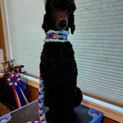 Bold and Bright Ring Lead With Tug Agility Lead-barn Hunt Lead Fyball ...