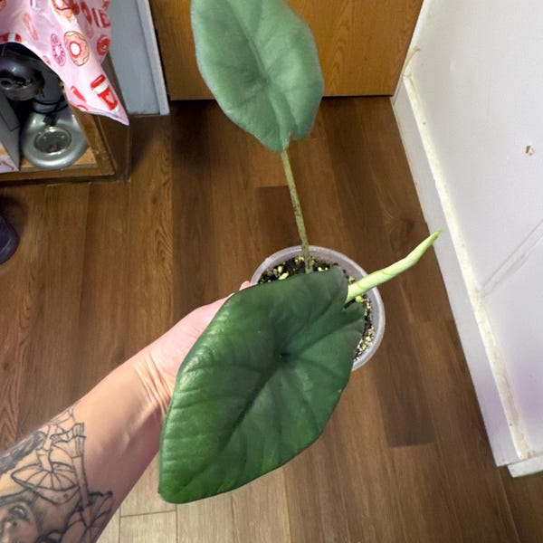 Alocasia Platinum “bisma” Starter Plant (ALL STARTER PLANTS Require You ...