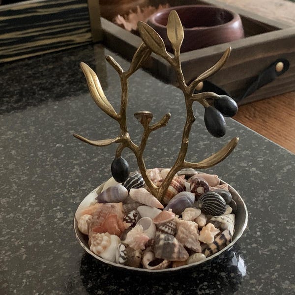 Large Specimen Grade 63.1mm CONUS Regius Royal, Crown Cone SEASHELL JB ...