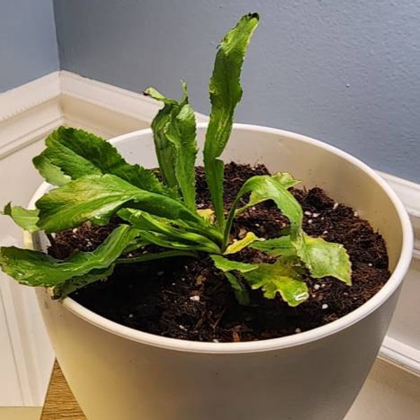 Buddha's Hand Lemon Grafted Plant Fingered Citron Fruit Tree Tropical ...