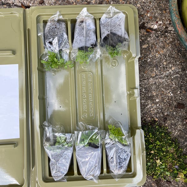 Lessing Feather Gass Stipa Lessingiana Ornamental Grass Plug Plant ...