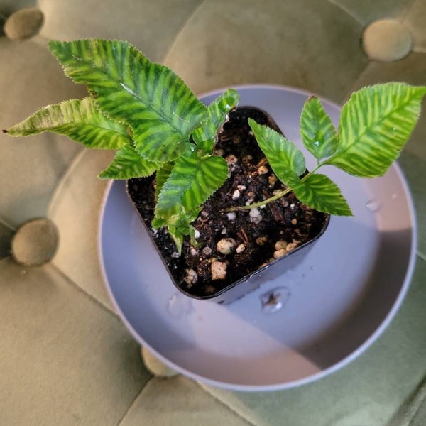 Coniogramme Emeiensis Golden Zebra Bamboo Fern 2" Starter Pot - Etsy