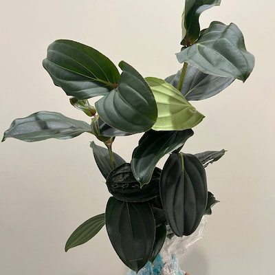 RARE Bird of Paradise strelitzia Juncea - Etsy