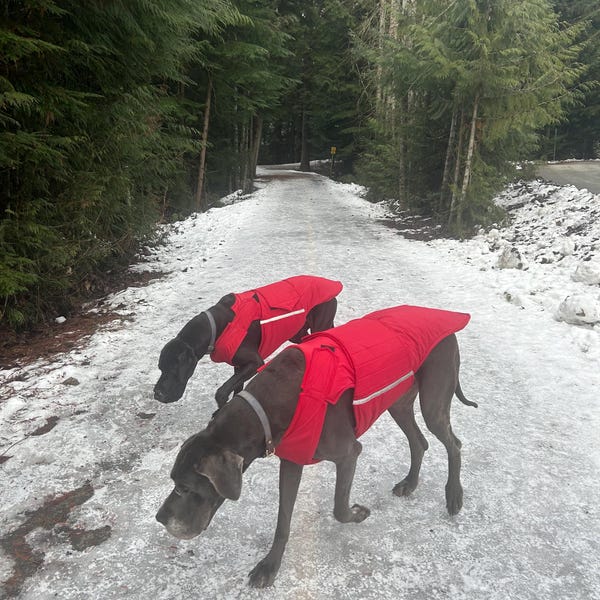 Great Dane Extra Warm Winter Dog Coat Dog Jacket With Underbelly ...