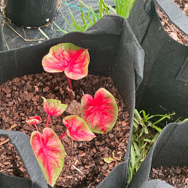 Caladium 'mint Julep' Size #1( 1 Bulb/larger 1-1/2" to 2-1/2") **new ...