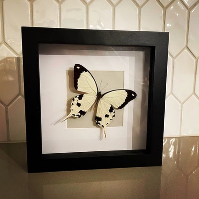 Papilio Dardanus, FLYING HANDKERCHIEF BUTTERFLY Real Swallowtail From ...