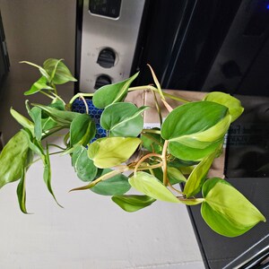 Epipremnum Aureum japanese Global Pothos Fully Rooted Extremely Rare ...