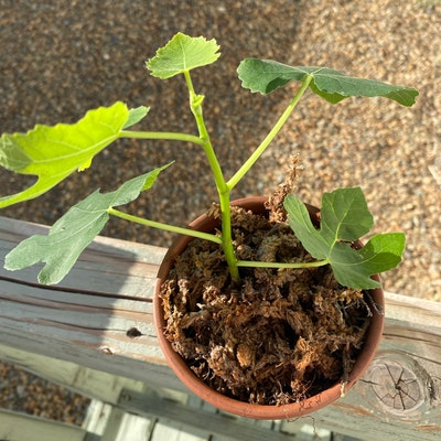 Fignomenal Fig Live Plant Dwarf Fig Perfect for Containters non-gmo and ...