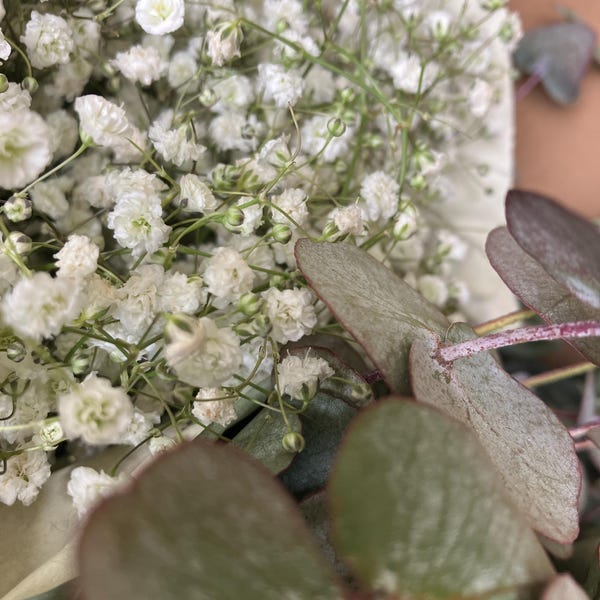 Soft Ruscus Foliage Soft Ruscus Stem Fresh Foliage Wedding Foliage ...