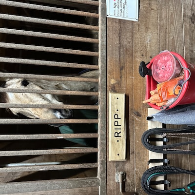 Goat Sign SMALL/ Horse Stall Name Plate/ Hand Routed Wooden Sign ...