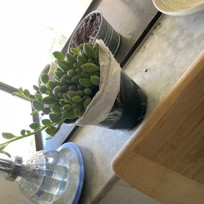 Crassula Picturata tiger Jade 4 - Etsy