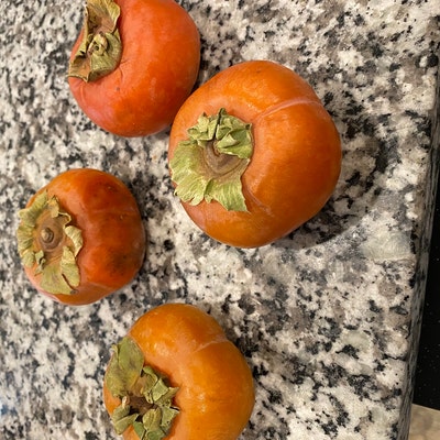 Fresh Whole Burdock Root, Gobo Root - Etsy