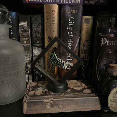 Penthicodes Farinosa Peleng, Real Lanternfly, Fulgoridae , Floating ...