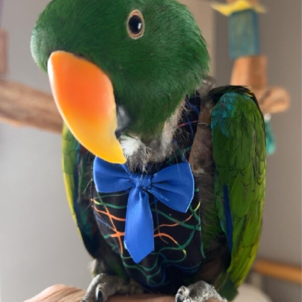 Cute Small Bird Nest Cosy. Pet Birds Love These Colorful Hide Houses ...