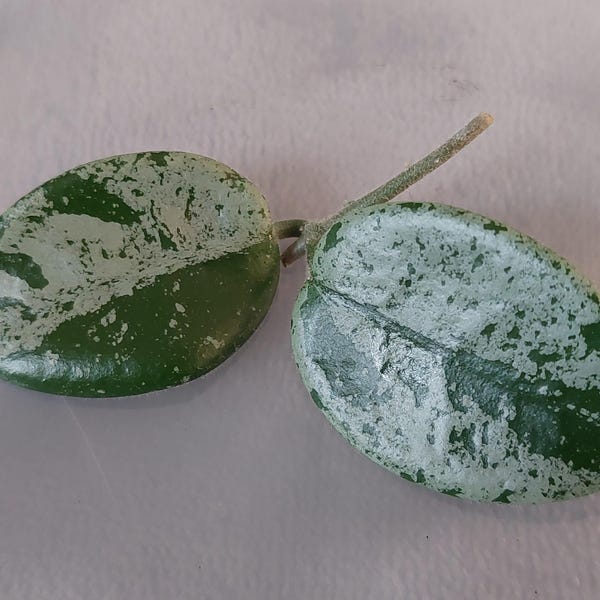 RARE Hoya Mathilde Silver Fresh Cutting Plant Houseplant - Etsy UK