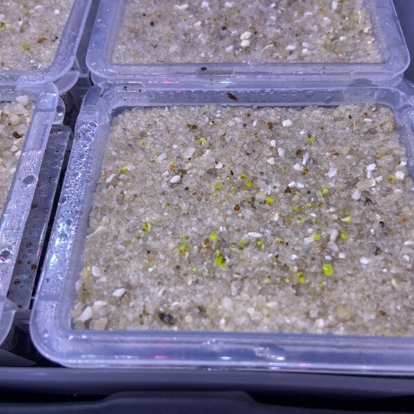 SEEDS Lithops Aucampiae 'jacksons Jade' 20seeds C395 - Etsy