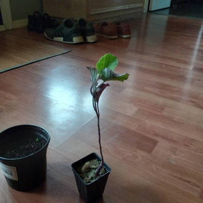 Dae-pa Korean Large Green Onion Seeds 韓國大蔥 100 Seeds - Etsy