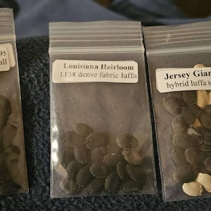 25 Dosakkai INDIAN Heirloom Cucumber Seeds; Dosakai, Sambhar Dosakaya ...
