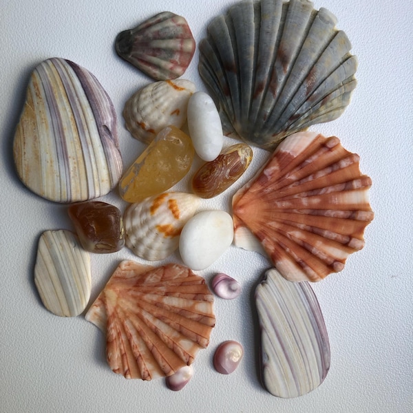 Flat Shape / Japanese Jingle Shells / Anomia Chinensis / 100% Genuine ...