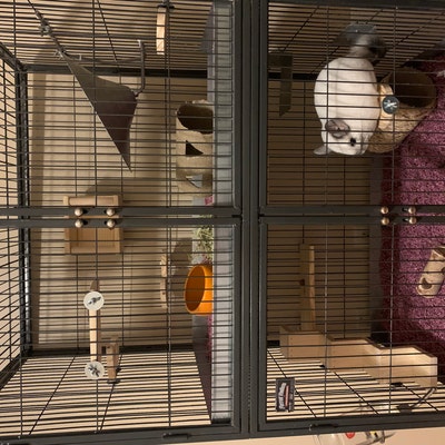 Crazy Critter 11 Pc Kiln Dried Pine Chinchilla//rat//degu//squirrel ...