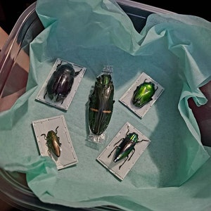 Butterfly Mounting Kit for Beginners, With Real Butterflies and Tools ...