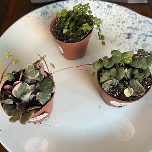 Calathea Medallion Roseopicta 6 Inch Regel Rose Rabbit Ear - Etsy