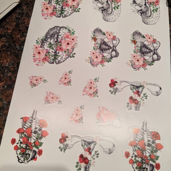 Human Anatomy Pelvis Art, Pink Roses Stickers,vinyl Stickers,science ...