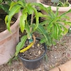 Ice Cream Dwarf Mango Tree Grafted 18 to 24 - Etsy