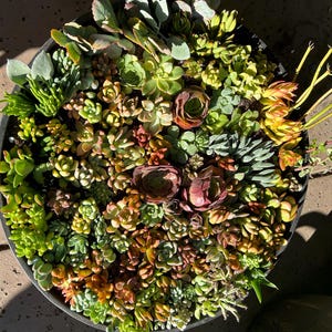 Live Succulent Arrangement in Two-tone Ceramic Bowl, Succulent Planter ...