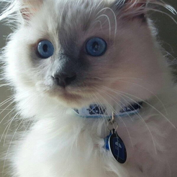 Pet ID Tag - Cat Blue Police Box Pet ID Tag, Cat Tag - Etsy
