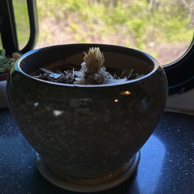 Blushing Bride Tradescantia Houseplants Live Plant in Pot Indoor 2.5 ...